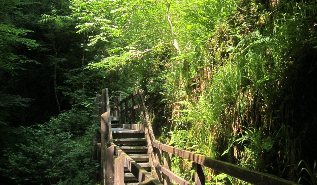 Devon to benefit from Atlantic rainforest recovery programme