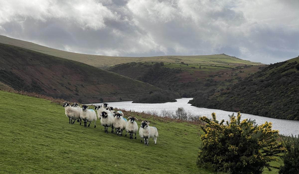 All quiet on the South West hunt