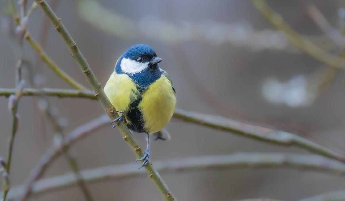 West Devon nature recovery post to help increase habitats