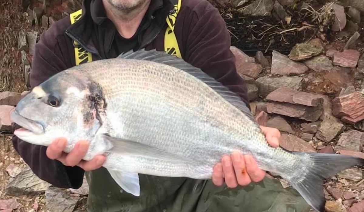 Beautiful bream is a showstopper