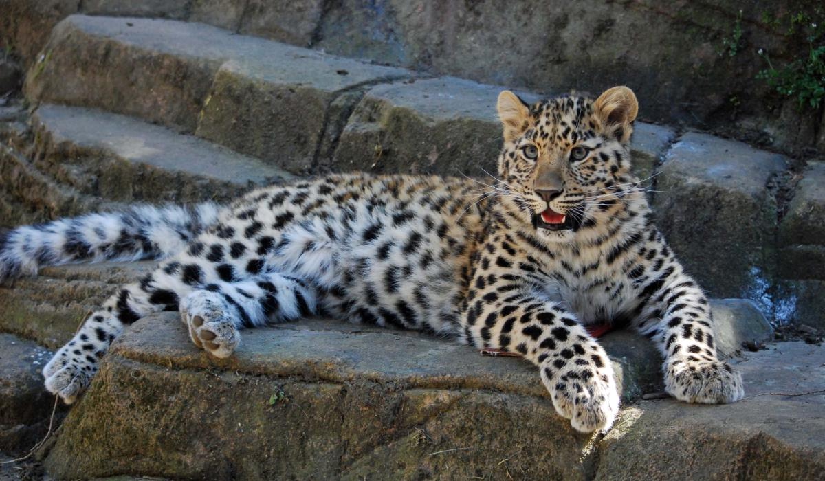 Dartmoor Zoo welcomes new Amur Leopard