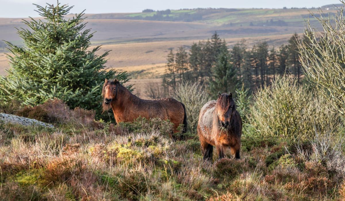 Luke Pollard "cautiously optimistic" Dartmoor Hill Pony cull will be ...