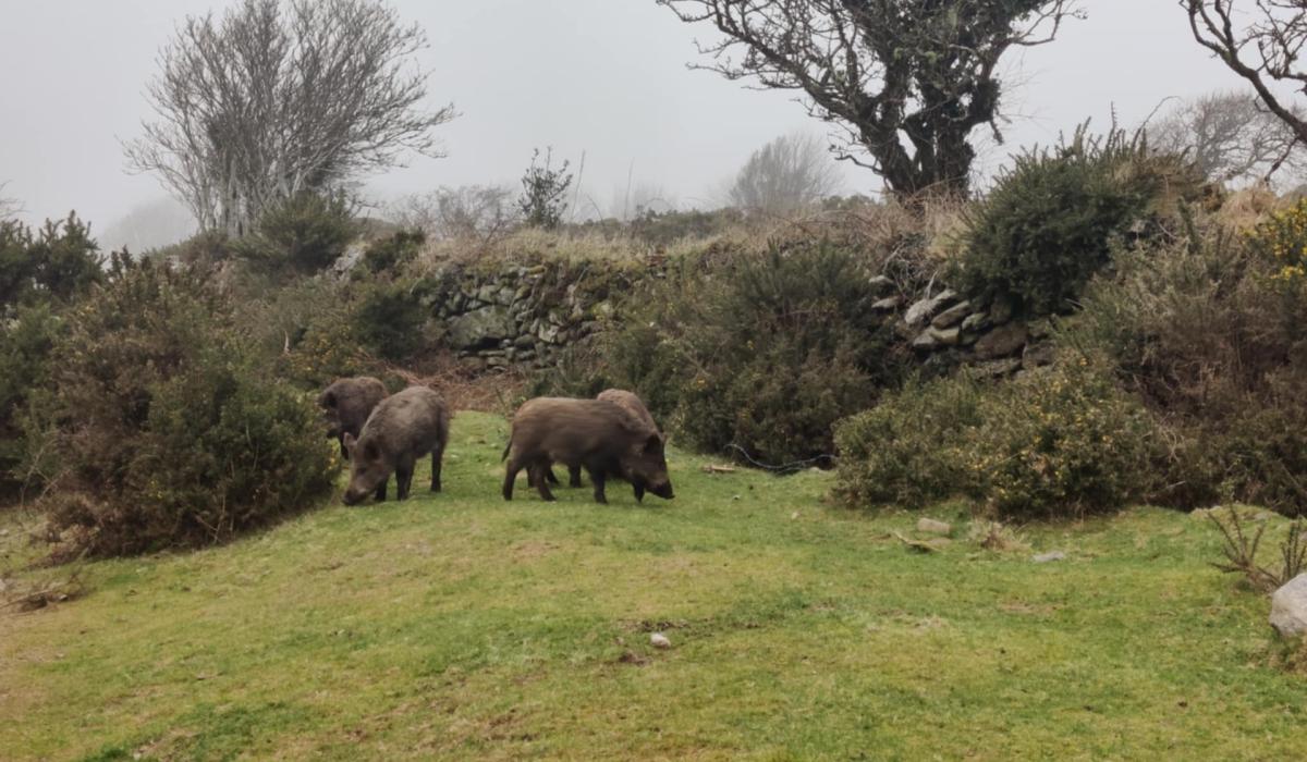Wild Boar spotted on Dartmoor