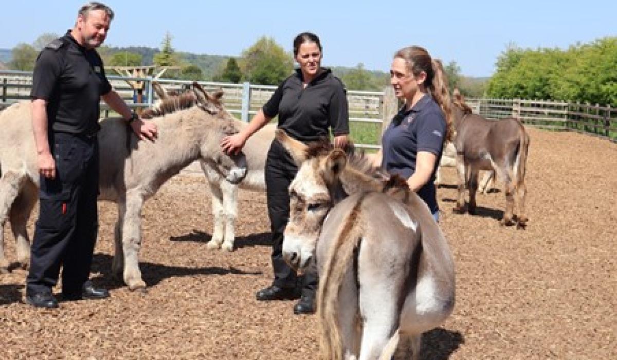 Devon & Cornwall Police saddle up with Donkey Sanctuary to tackle equine crime