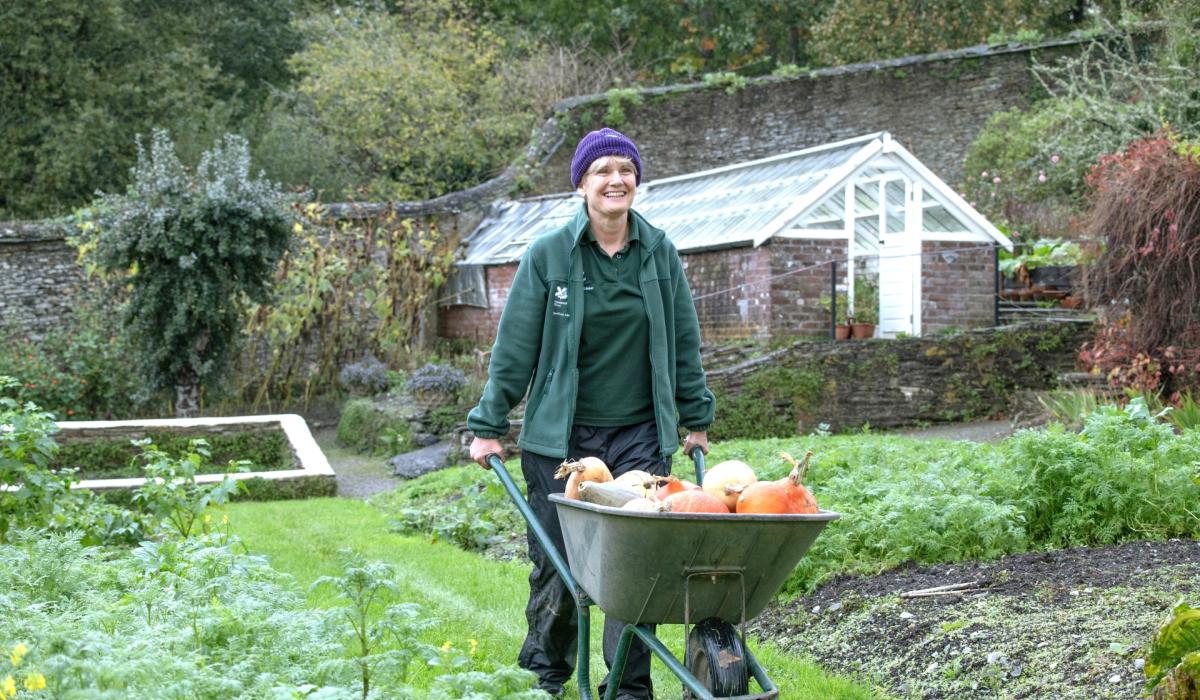 National Trust Devon gardens enjoy bumper 2025 harvest of apples and pumpkins