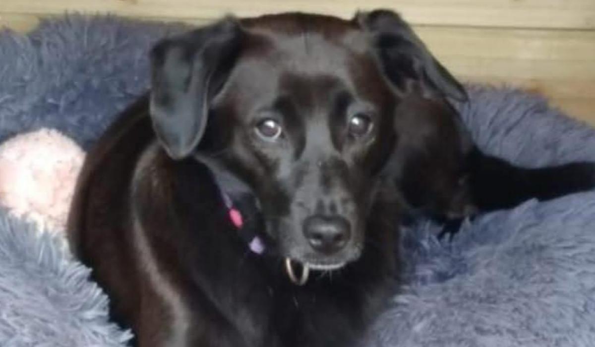 Appeal for missing dog in Okehampton continues