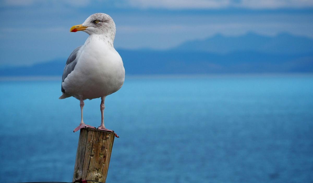 Exeter study uncovers surprising trick that stops seagulls stealing food