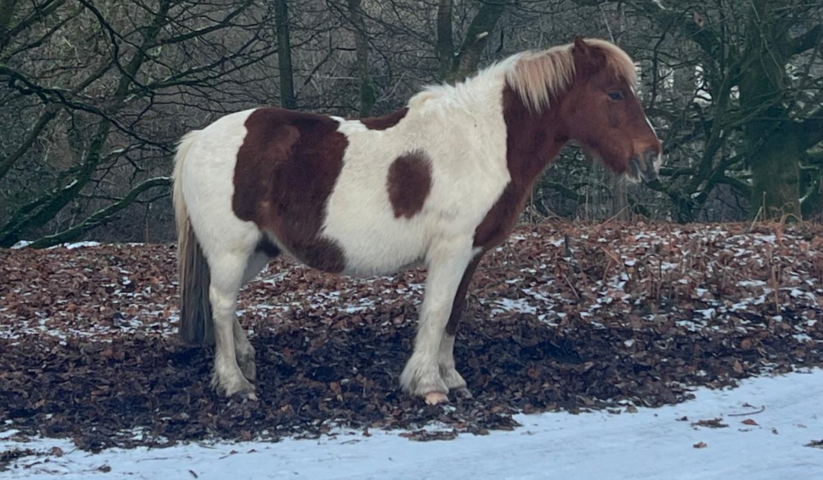 Why visitors are being urged not to feed Dartmoor Ponies this winter