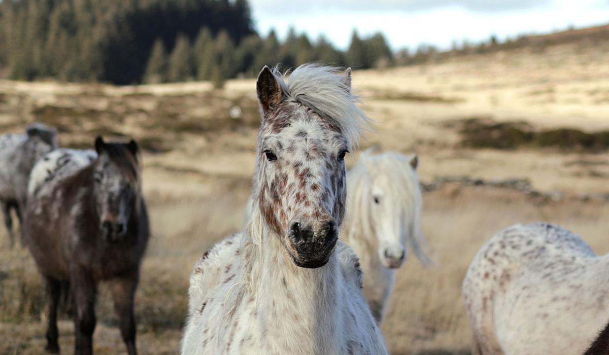 The raw beauty of Dartmoor ponies