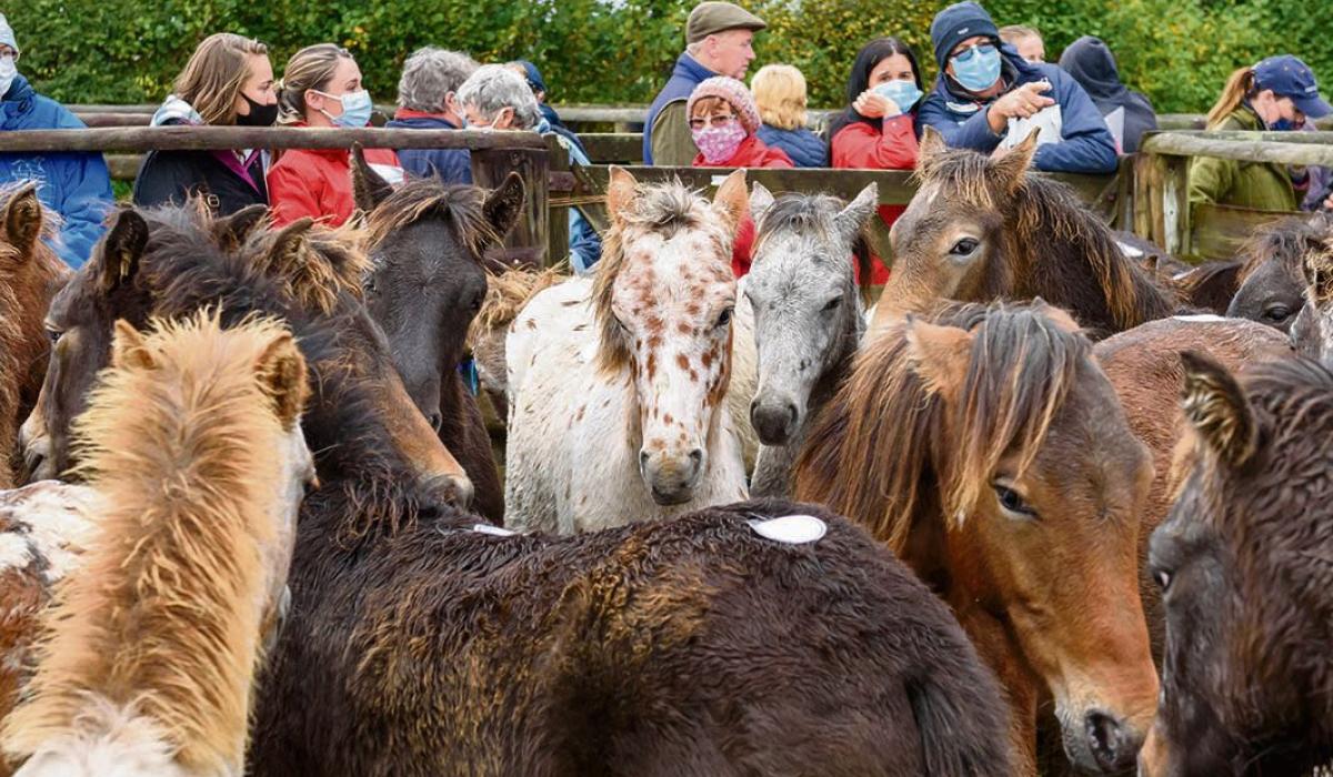 Dartmoor ponies as popular as ever