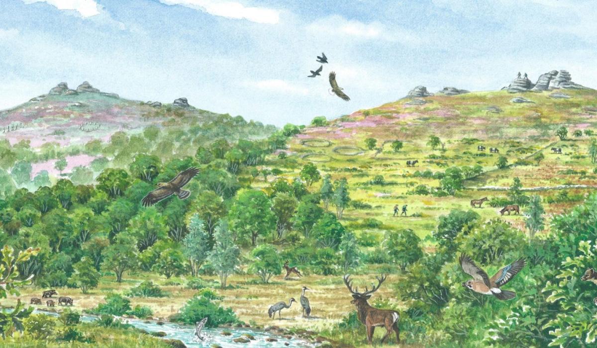 Moor Trees’ vision for Dartmoor