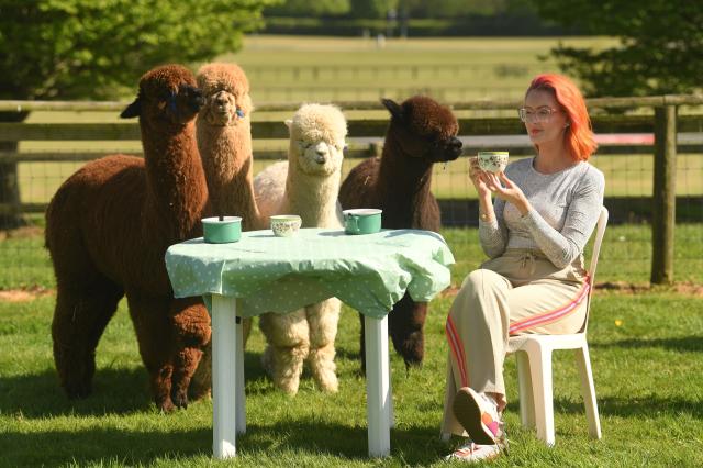 alpaca high tea