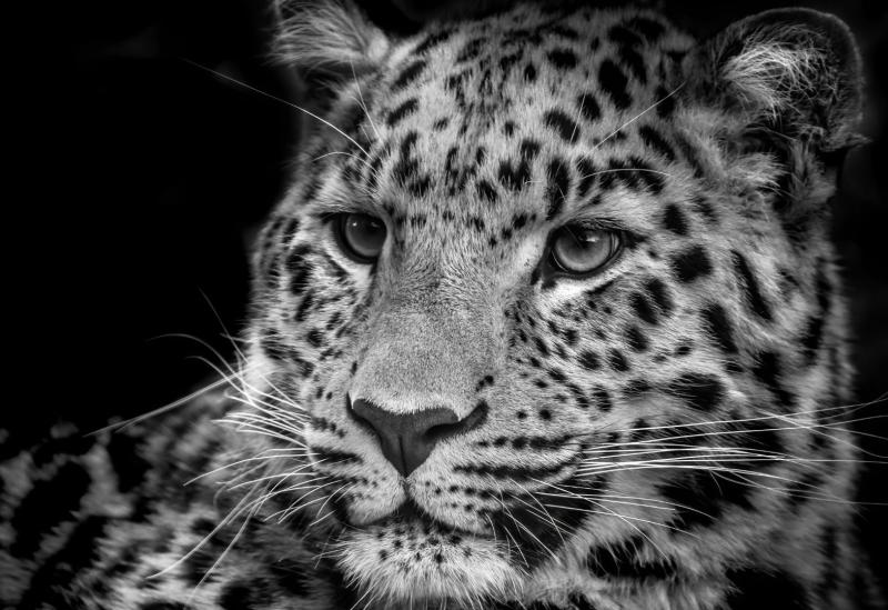 Dartmoor Zoo’s exciting new project – protecting Amur leopards