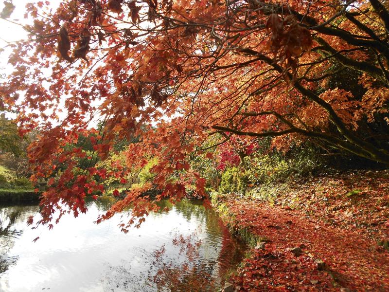 Gardening on the Moor with Anne Swithinbank – Autumn Colour