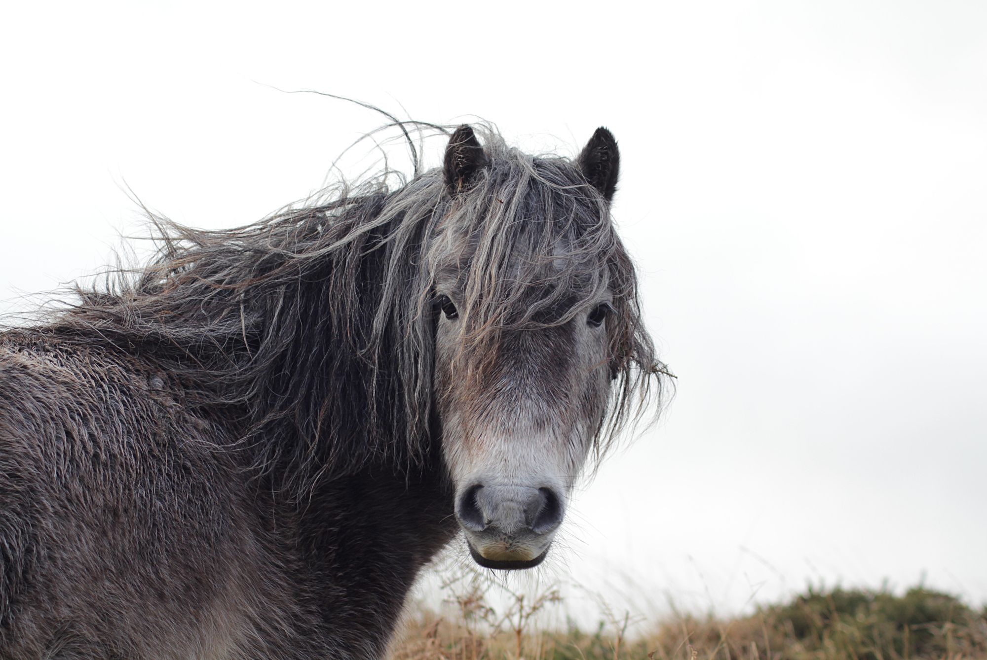 The raw beauty of Dartmoor ponies