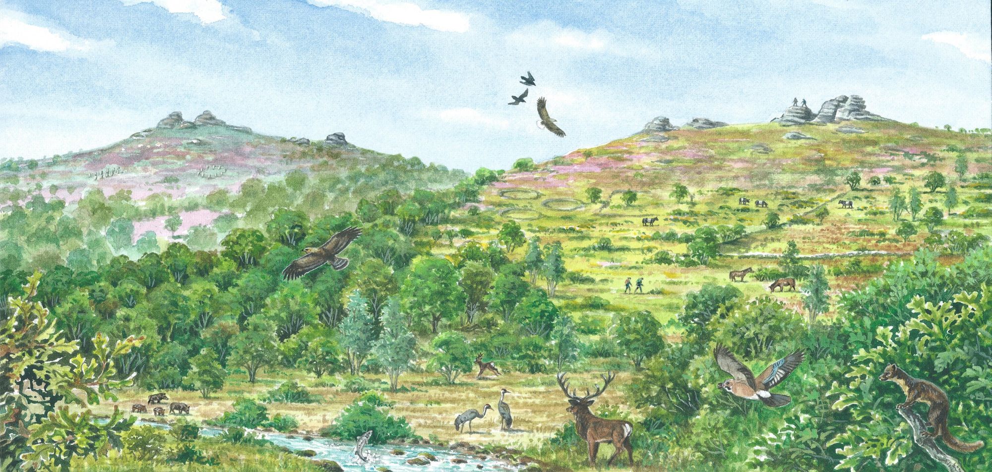 Moor Trees’ vision for Dartmoor